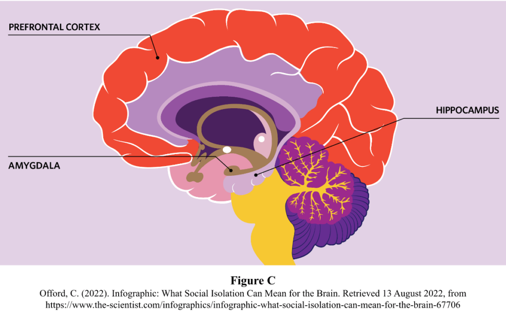 The Aftermath of Trauma: Dissociative Amnesia | OxJournal