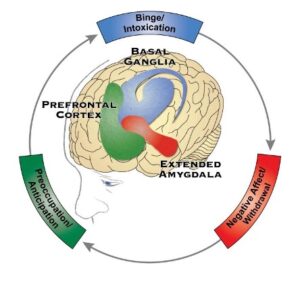 The Science of Addiction: Theories, Types and Therapies | OxJournal