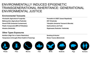 Transgenerational Epigenetic Inheritance: A Review of the Mechanisms ...